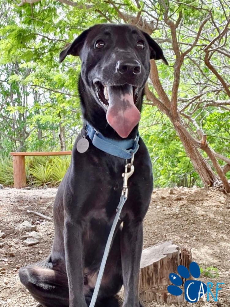 Lex is one of Mini’s not so little ones. How handsome is he ...